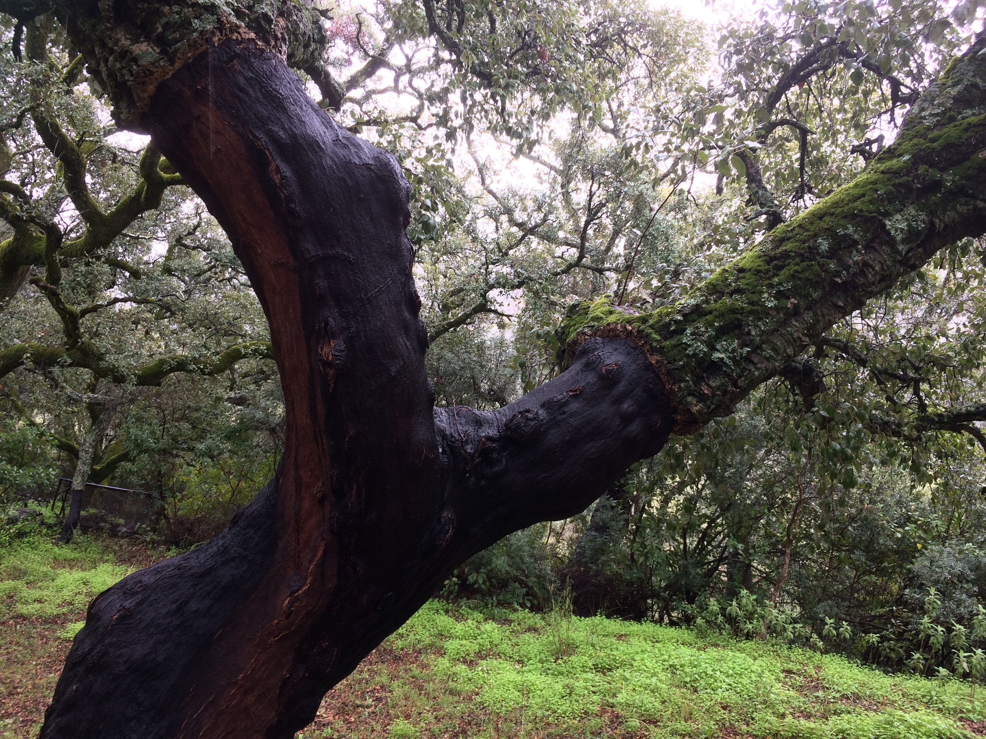 Cork and Pork – Weeds Roots & Leaves
